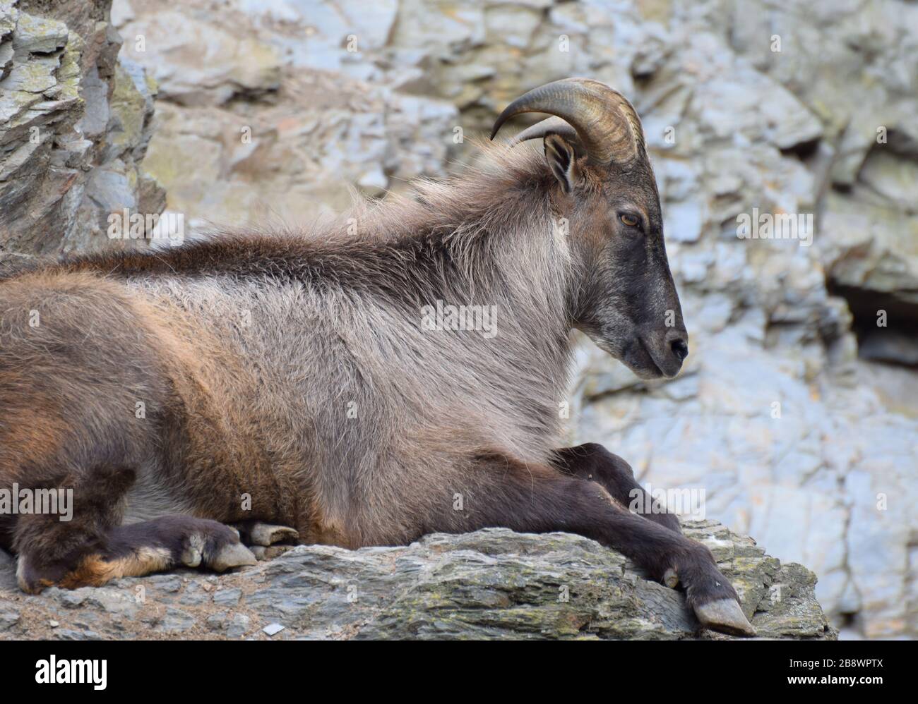 West caucasian tur hi-res stock photography and images - Alamy