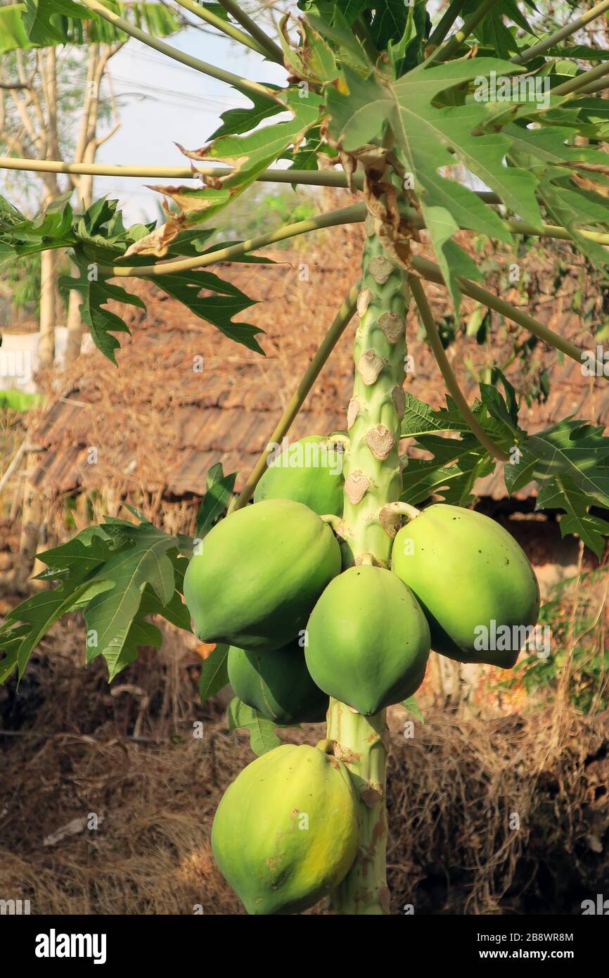 Ripening yellow green papaya on the tree in Goa India Stock Photo - Alamy