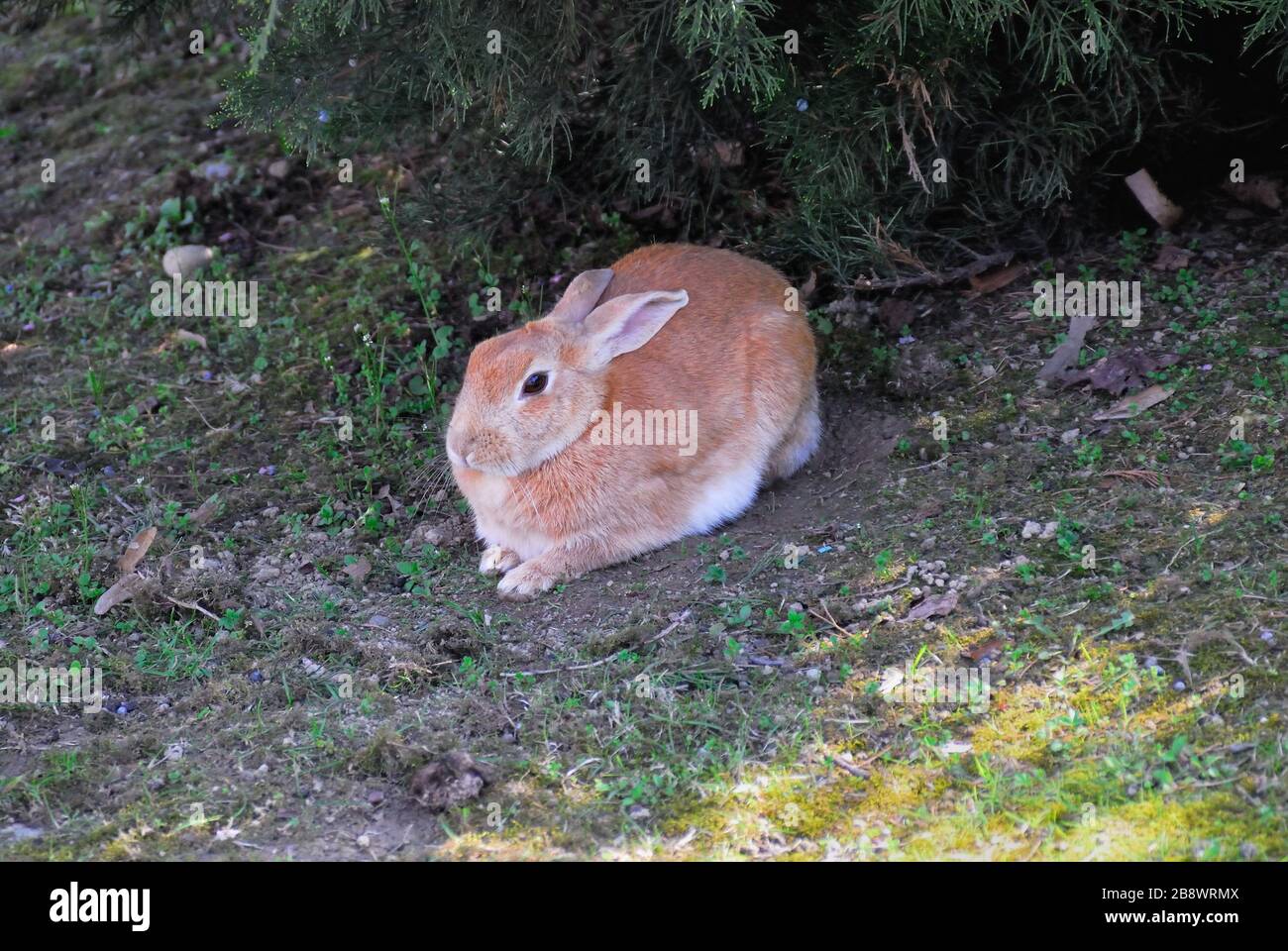 Fauve de bourgogne rabbit hi-res stock photography and images - Alamy