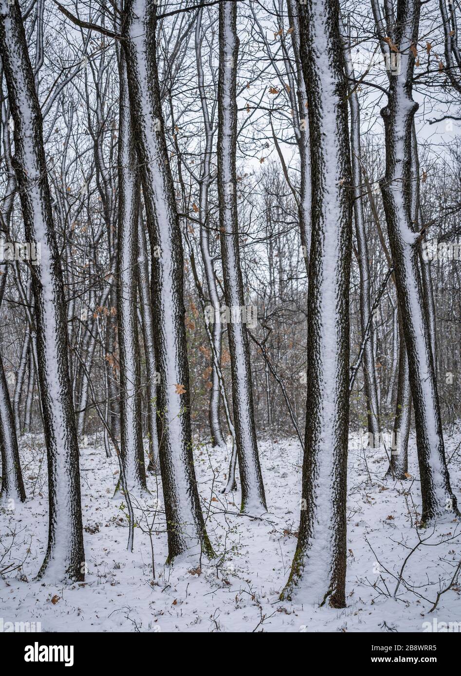 Sticking snow hi-res stock photography and images - Alamy