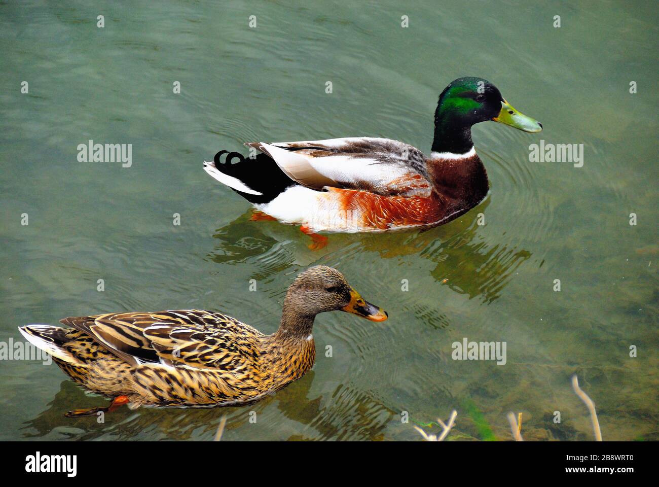 Couple of mallards hi-res stock photography and images - Alamy
