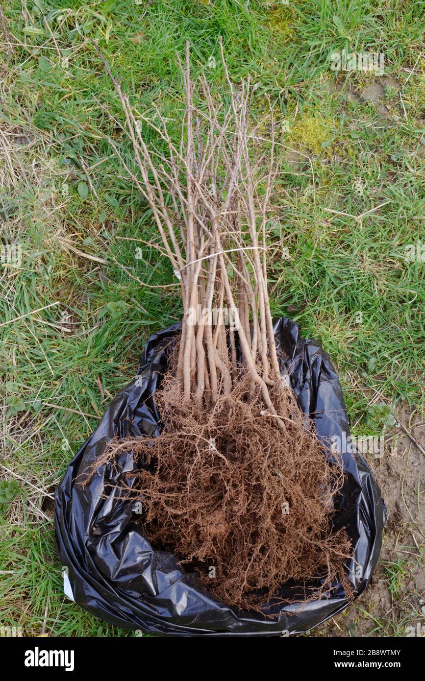 Bare rooted Crataegus monogyna, Hawthorn trees,, Wales, UK Stock Photo ... Bare rooted Crataegus monogyna, Hawthorn trees,, Wales, UK Stock Photo ...