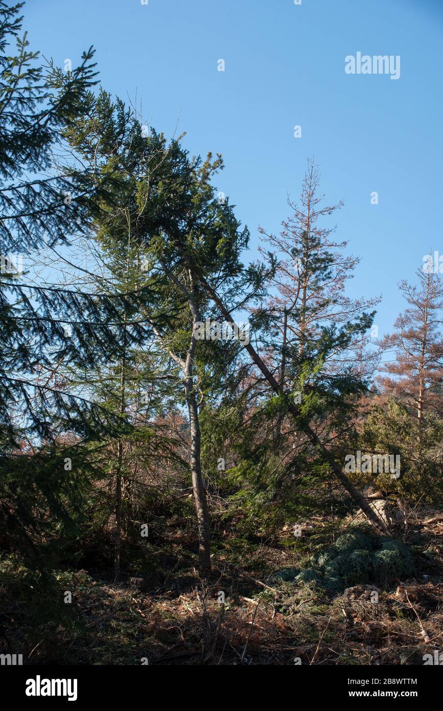 Strong and broken trees from high winds Stock Photo - Alamy