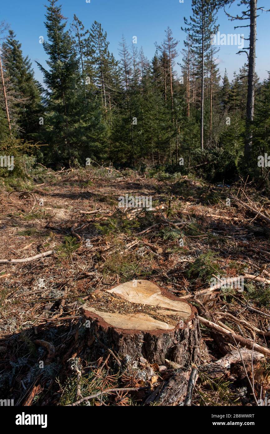 Timber harvesting and logging. Deforestation and endangered nature ...