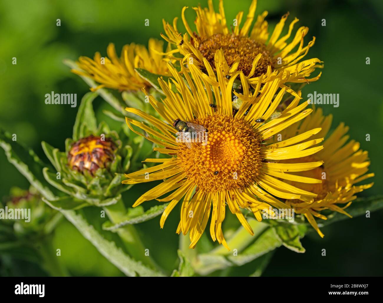 Real alant plant plants hi-res stock photography and images - Alamy