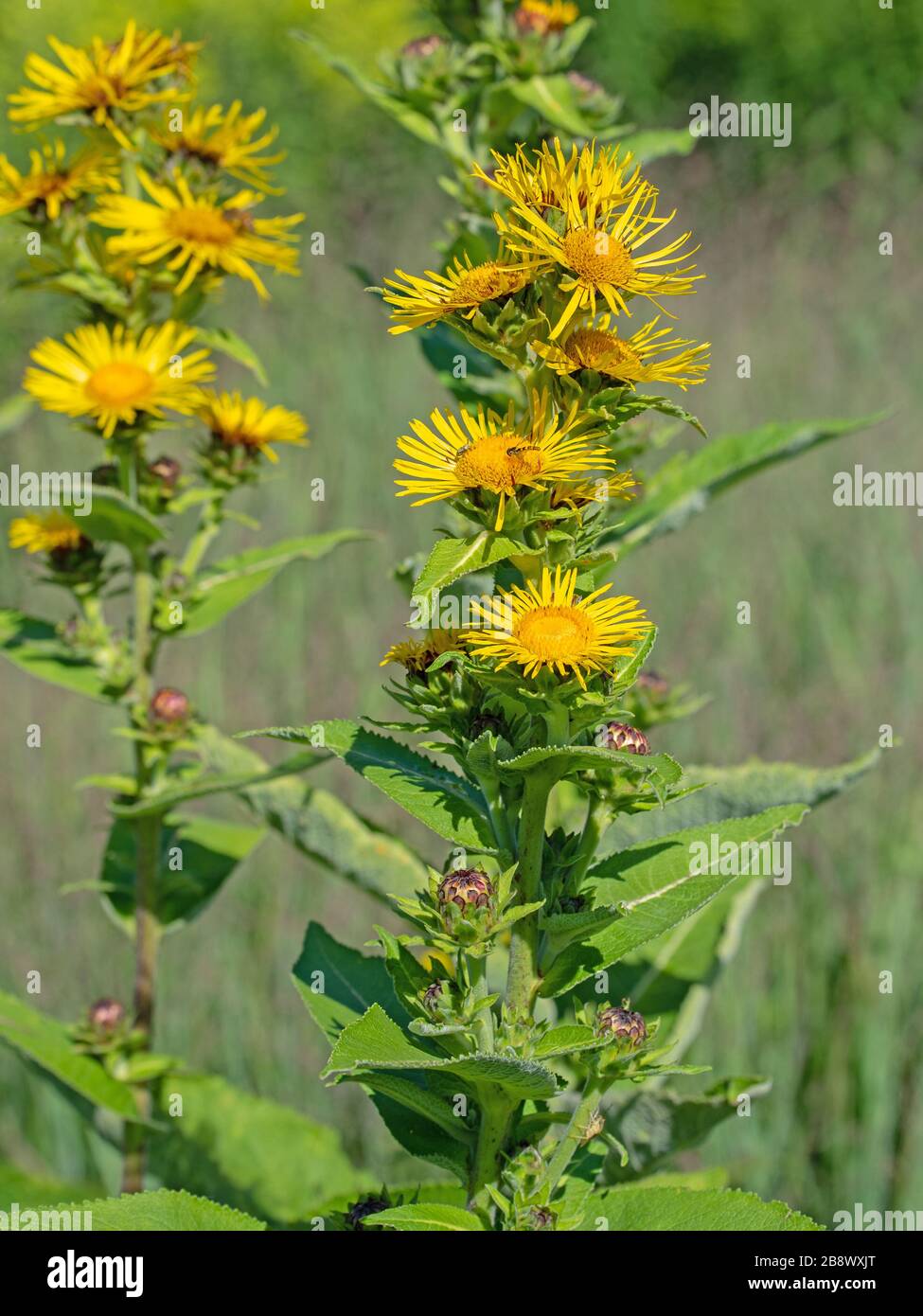 Real alant hi-res stock photography and images - Alamy
