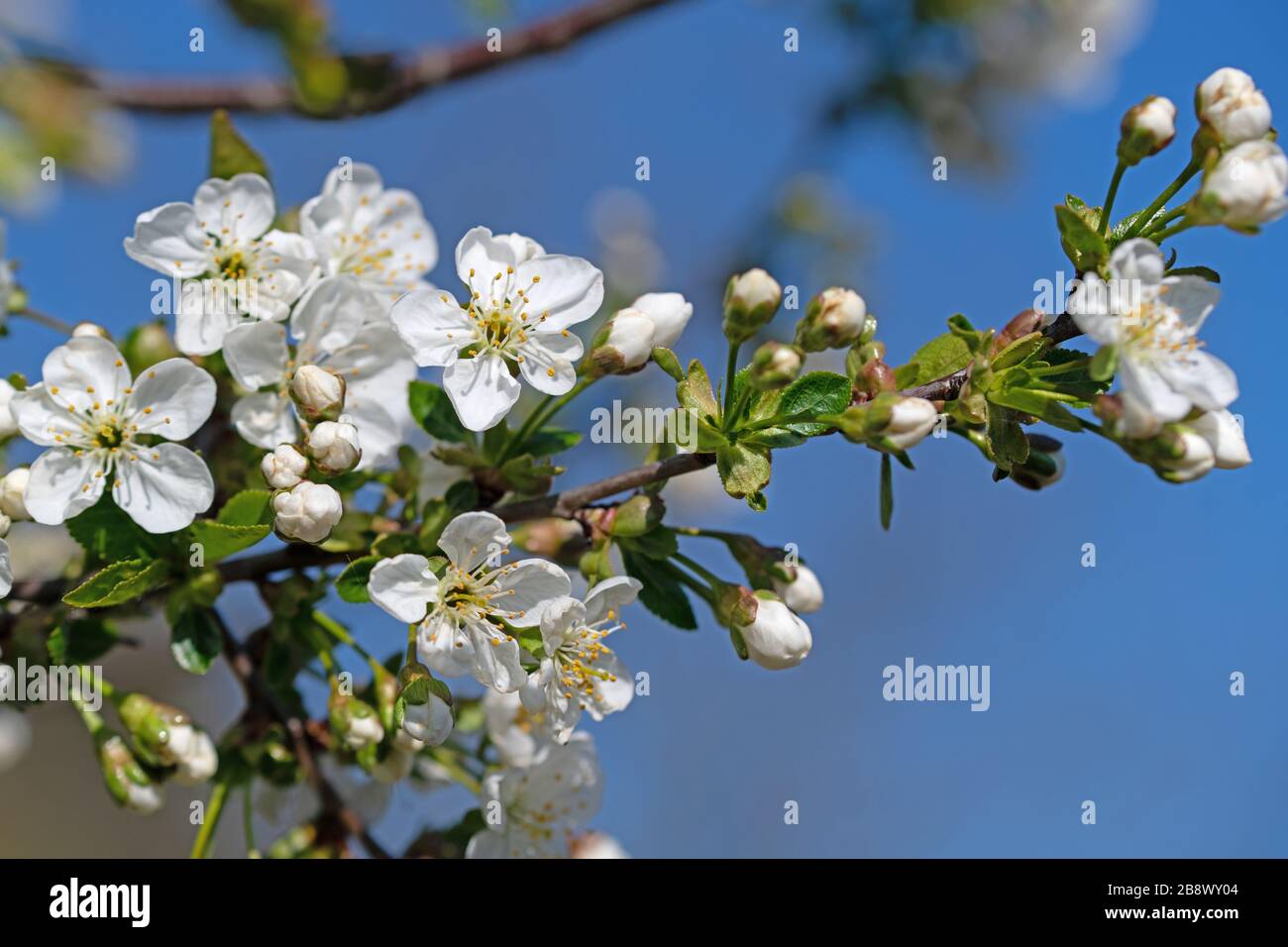 Sour spring hi-res stock photography and images - Alamy