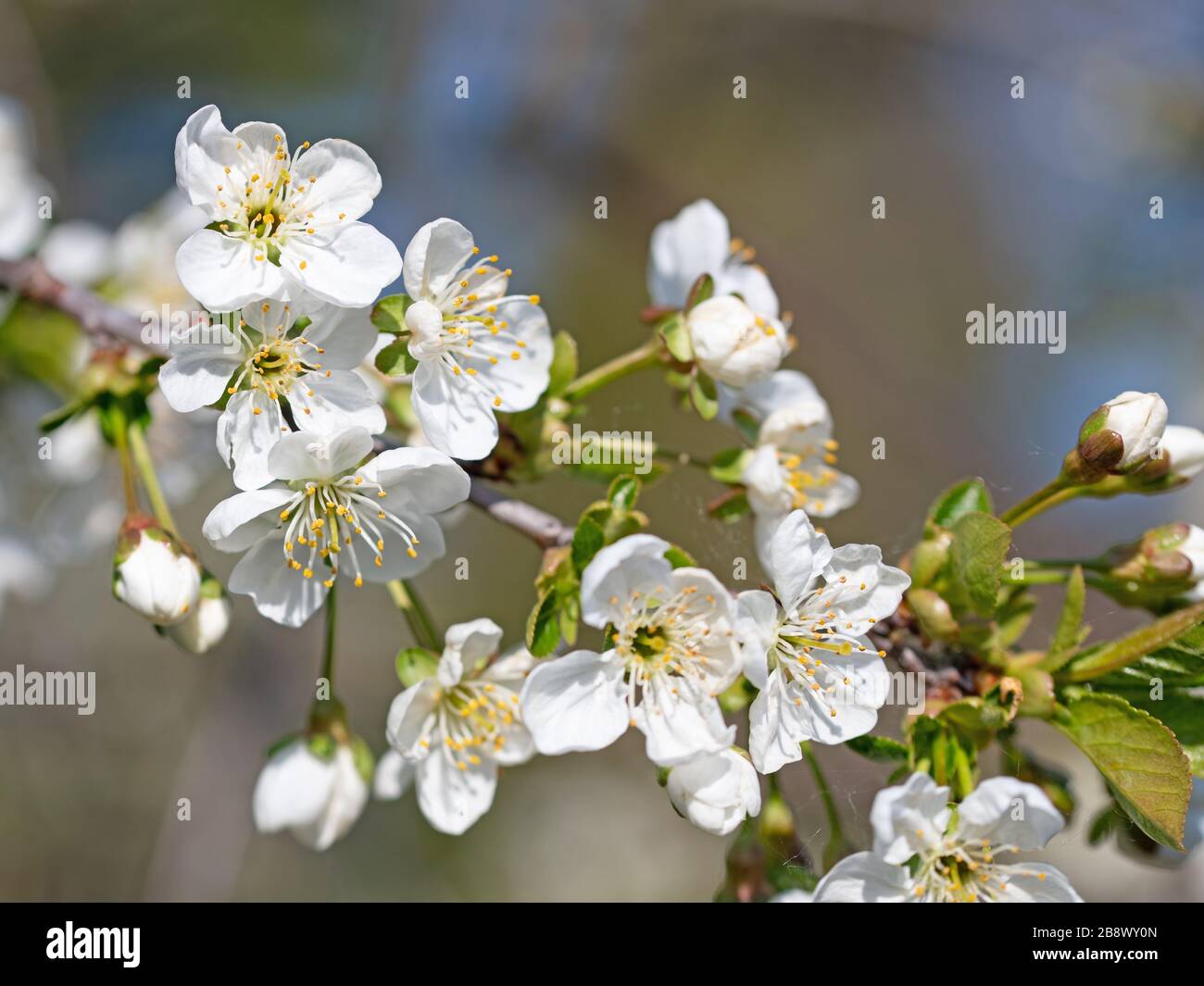 Flowering sour cherry, Prunus cerasus, in spring Stock Photo - Alamy