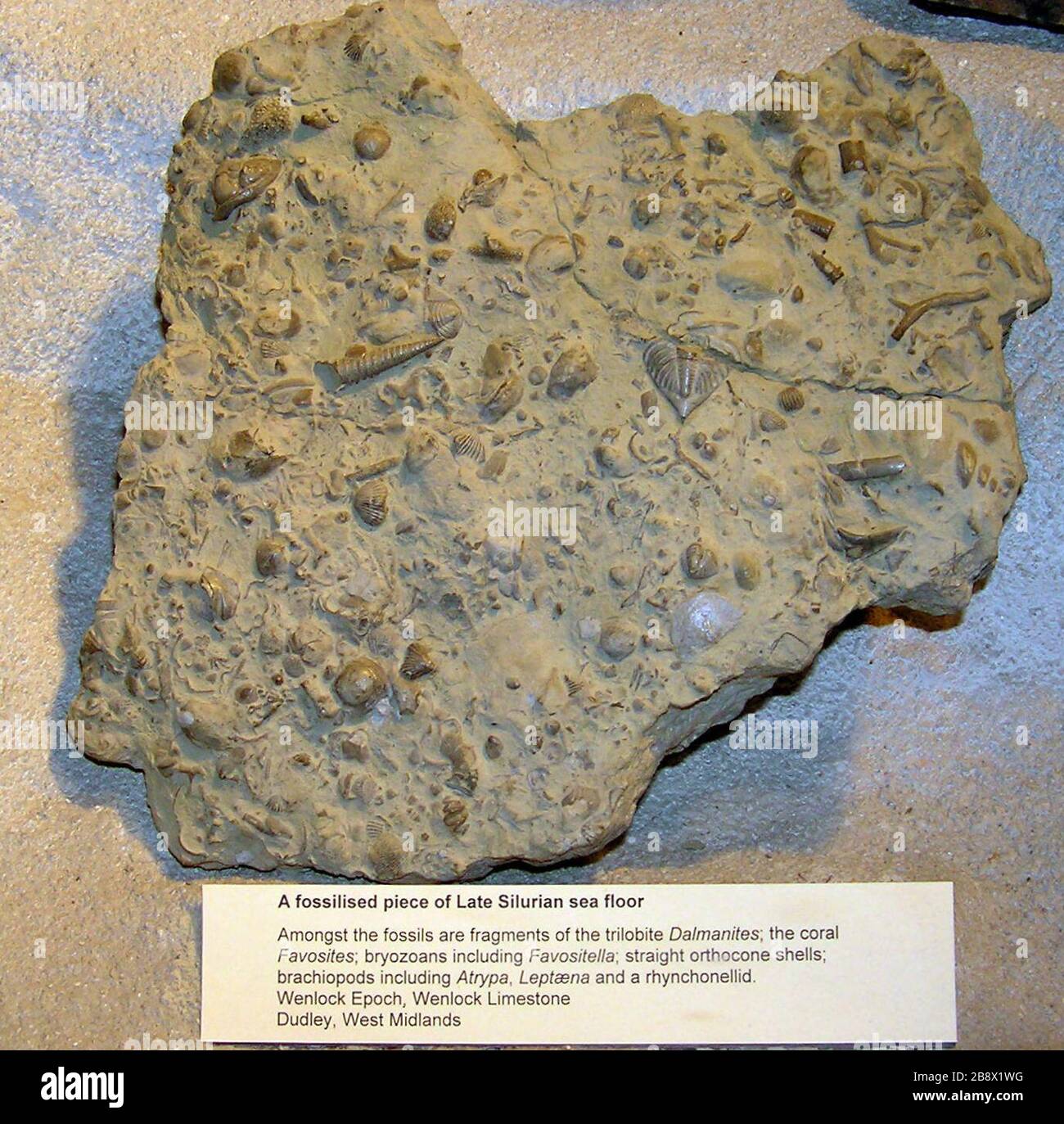 Wenlock limestone hi-res stock photography and images - Alamy