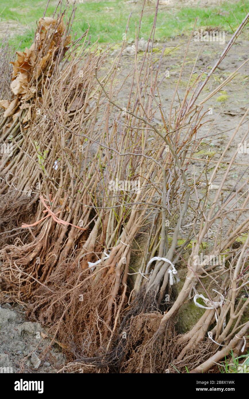 Bundles of native British trees, bare rooted planting stock, Wales, UK ...