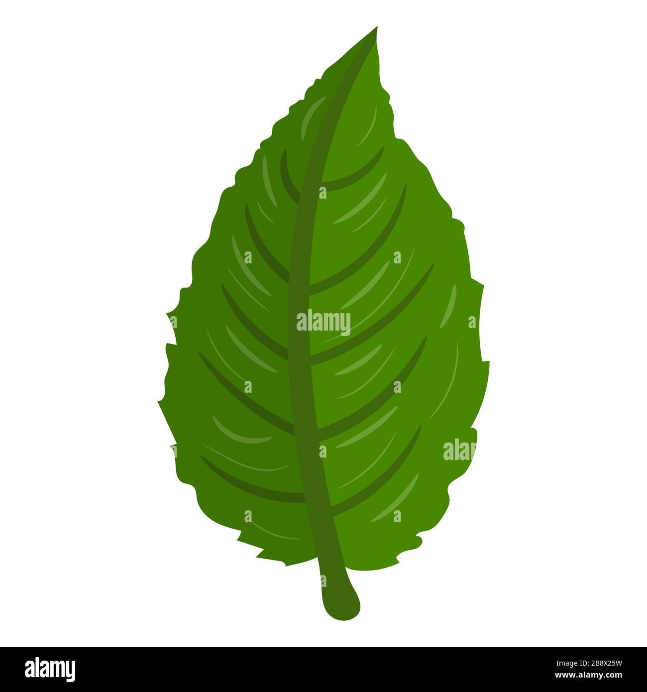 Kiwi green leaf isolated on white background. Cartoon style. Vector ...