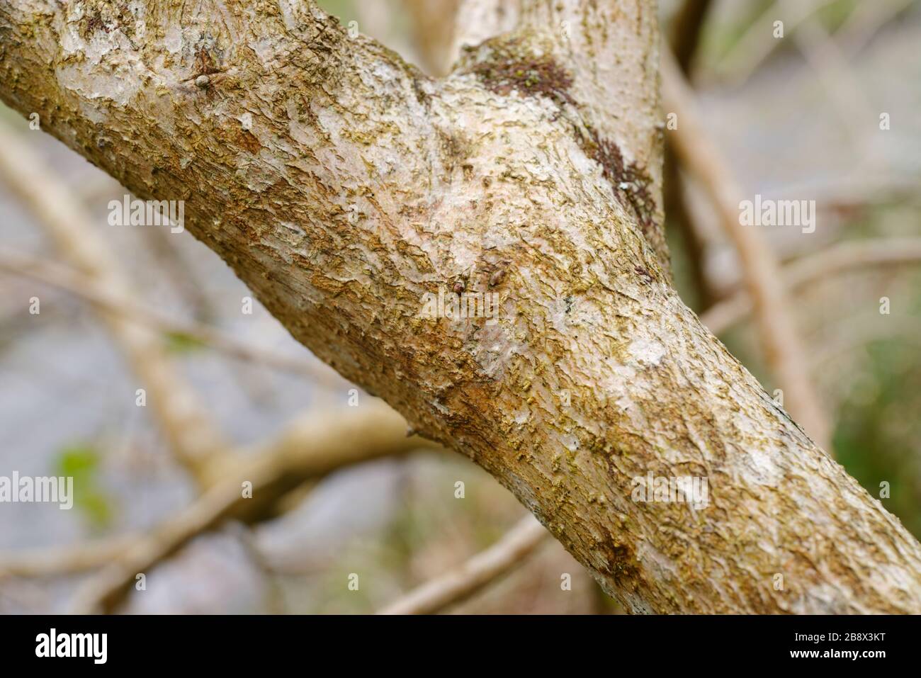 Closeup detail of Guelder Rose tree bark, Viburnam opulus, Wales, UK ...
