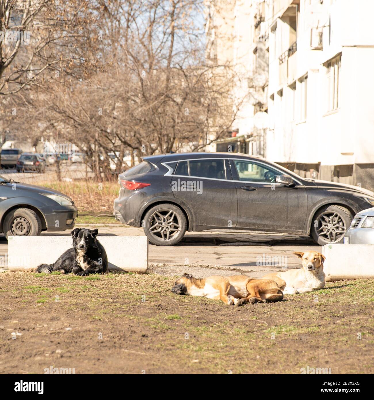 Pack stray dogs in city hi-res stock photography and images - Alamy