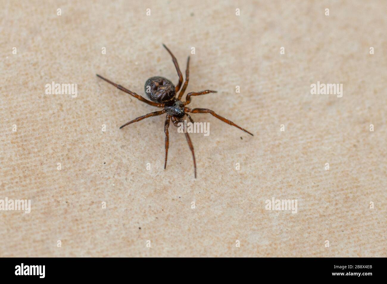 a small brown spider crawls across the tiled kitchen floor Stock Photo ...