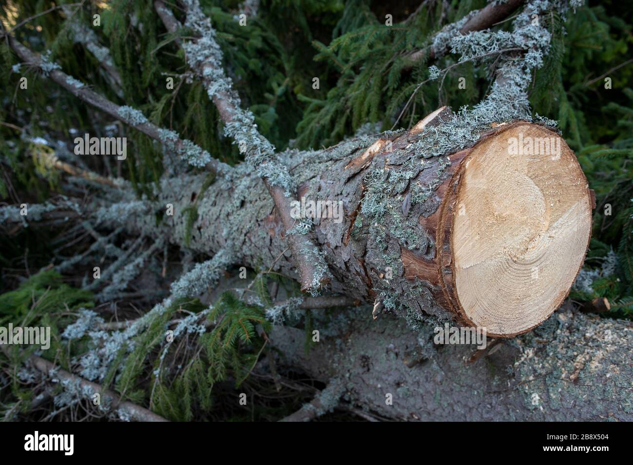 Timber harvesting and logging. Deforestation and endangered nature ...