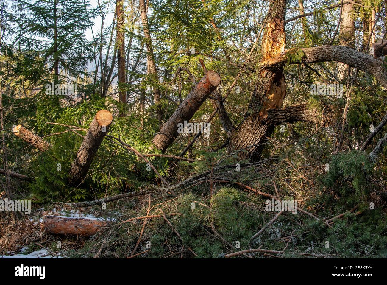 Strong and broken trees from high winds Stock Photo - Alamy