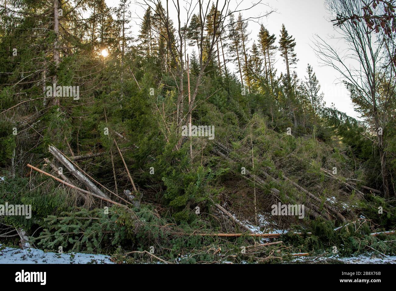Strong and broken trees from high winds Stock Photo - Alamy