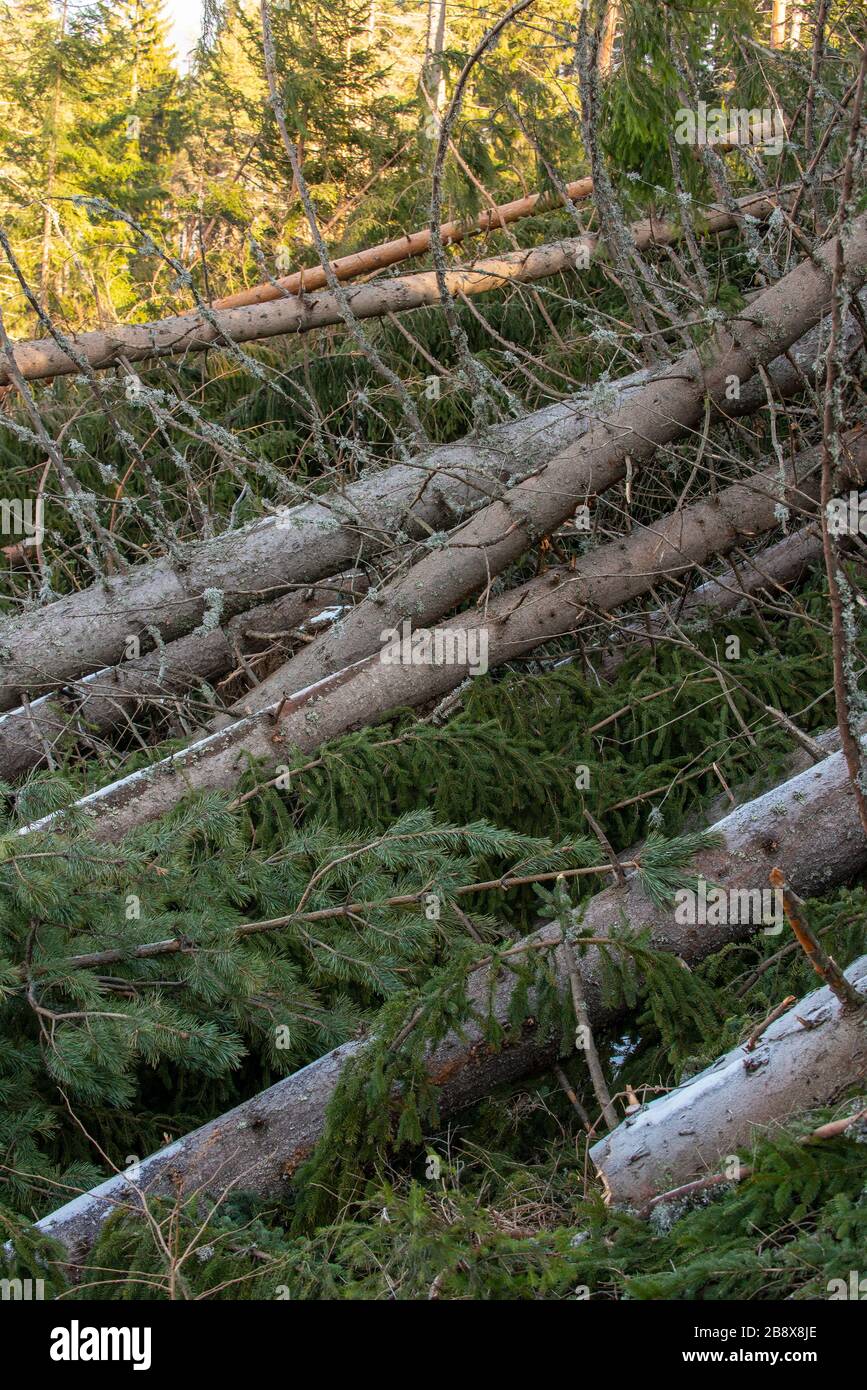 Strong and broken trees from high winds Stock Photo - Alamy