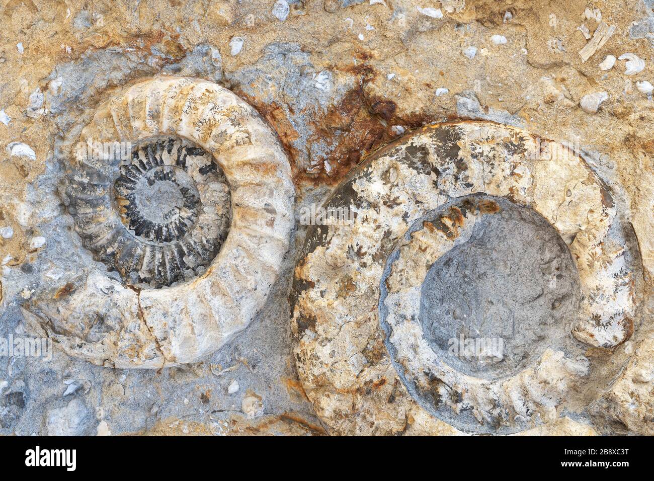 Circular fossil hi-res stock photography and images - Alamy