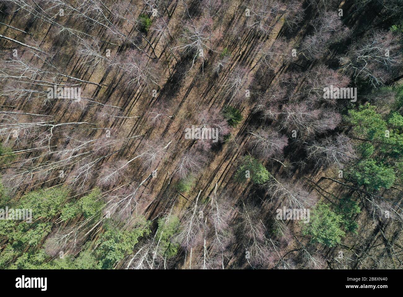 spring forest top view aerial photography from a drone Stock Photo - Alamy