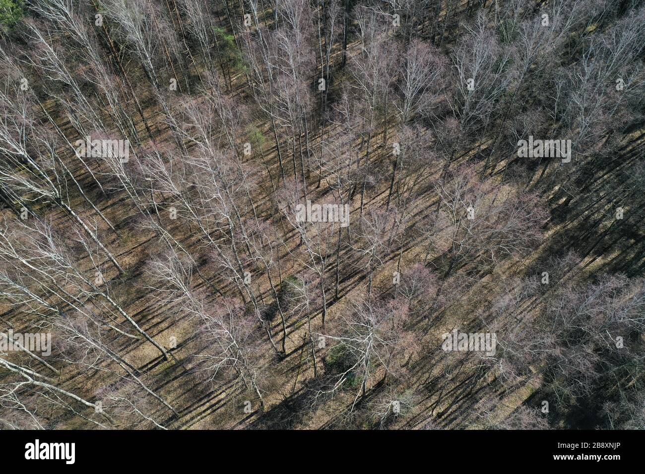spring forest top view aerial photography from a drone Stock Photo - Alamy