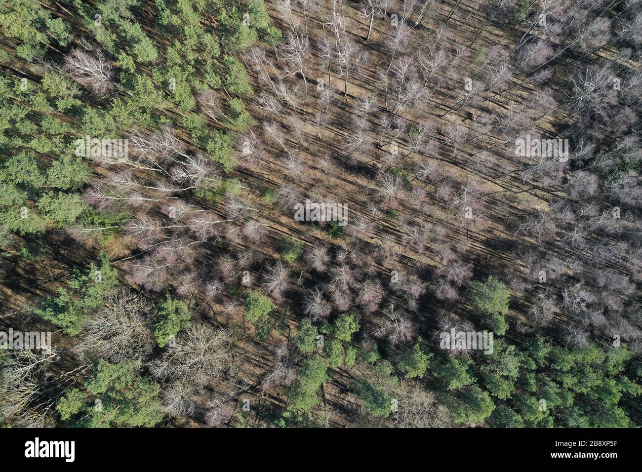 Tropical forest edge highway hi-res stock photography and images - Alamy