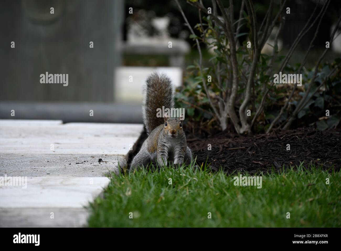 Ground level grey squirrel hi-res stock photography and images - Alamy