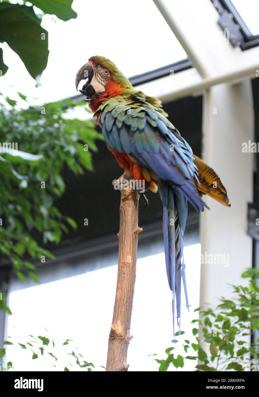 Macaw hybrid hi-res stock photography and images - Alamy