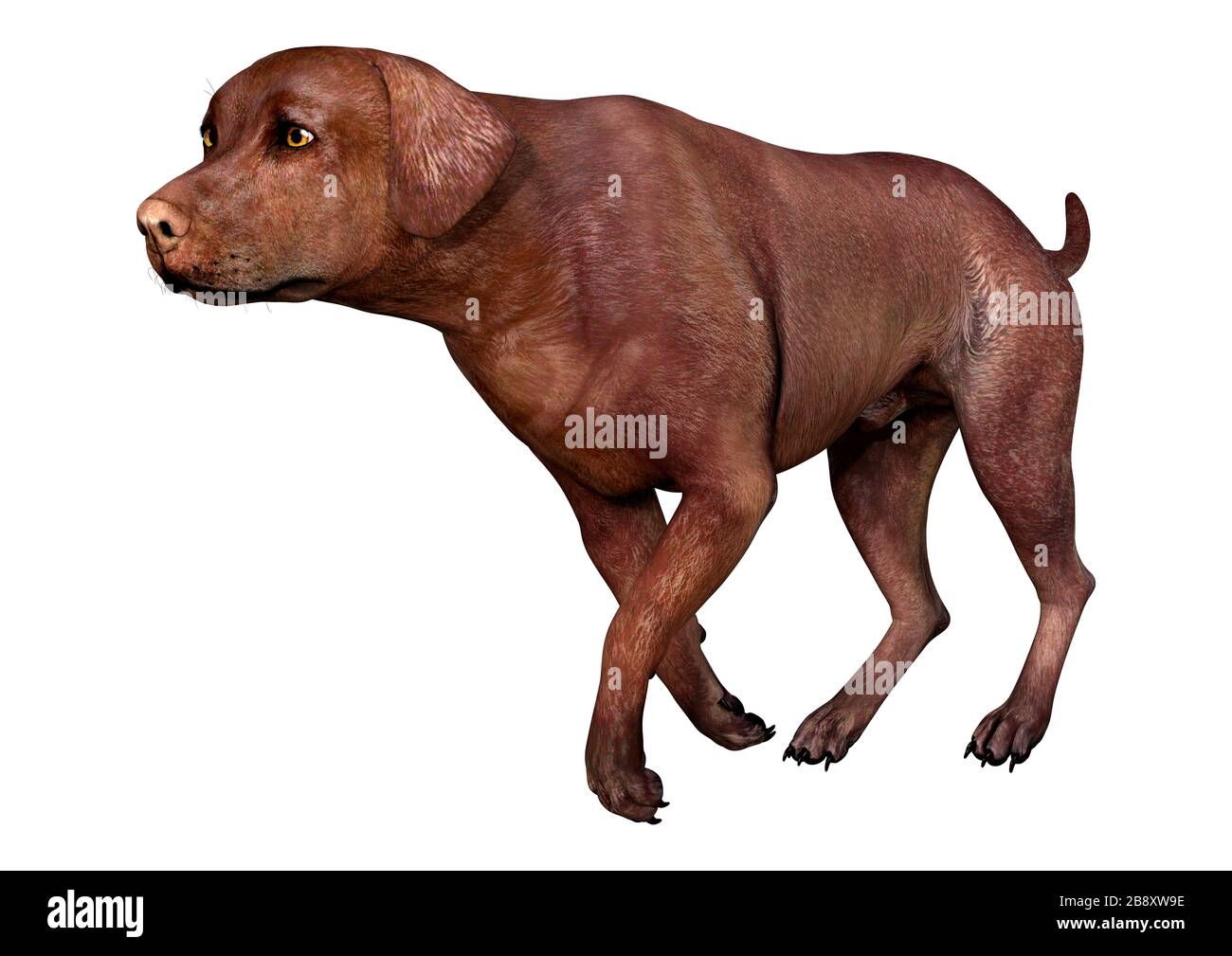 3D rendering of a brown labrador dog isolated on white background Stock ...
