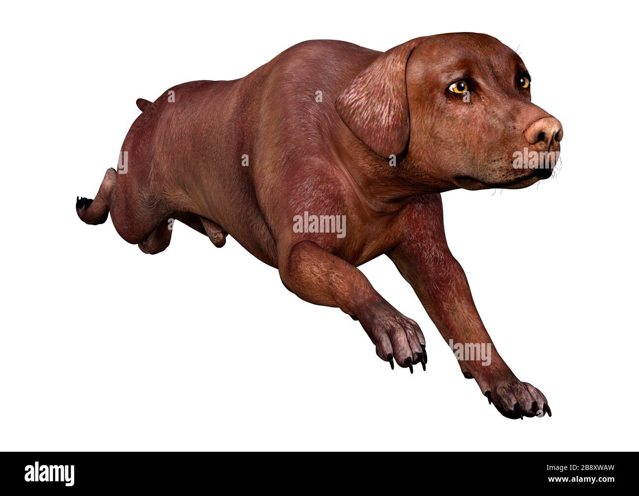 3D rendering of a brown labrador dog isolated on white background Stock ...
