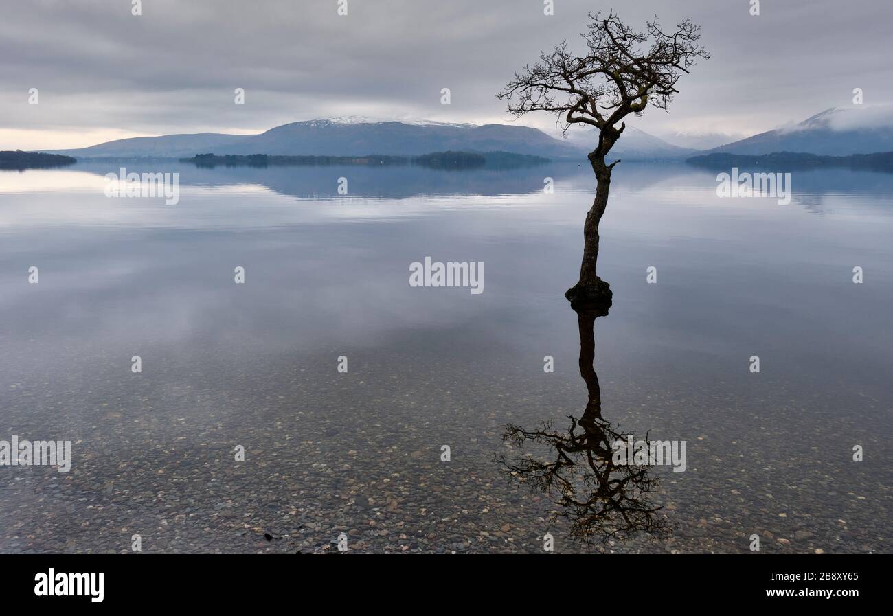 Lone tree in Loch Lomond, near Milarrochy Bay, Loch Lomond, Scotland ...