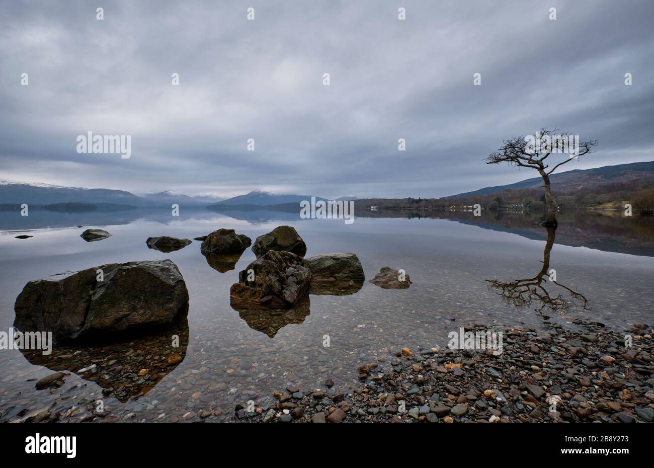 Lone tree in Loch Lomond, near Milarrochy Bay, Loch Lomond, Scotland ...