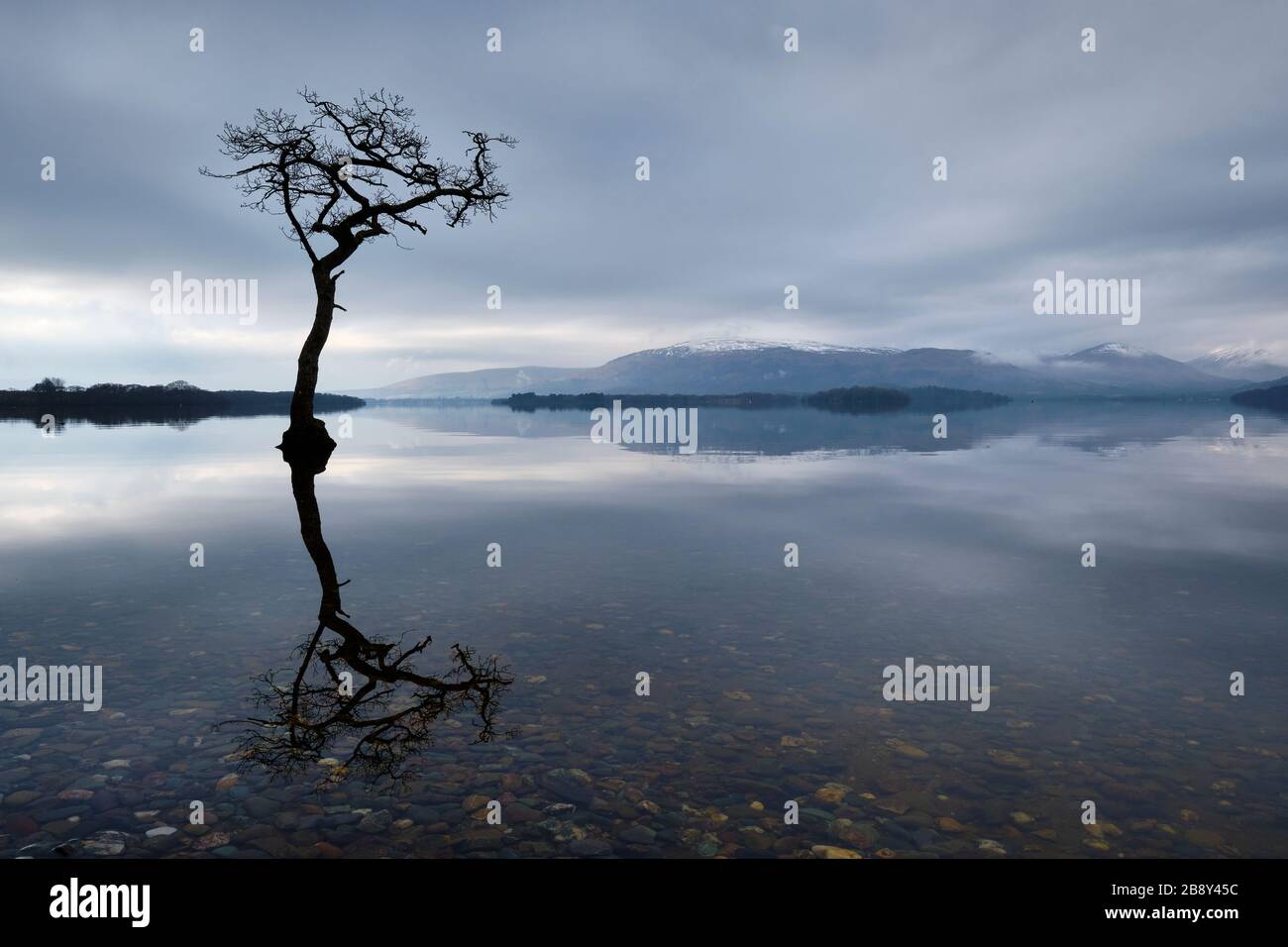 Lone tree in Loch Lomond, near Milarrochy Bay, Loch Lomond, Scotland ...