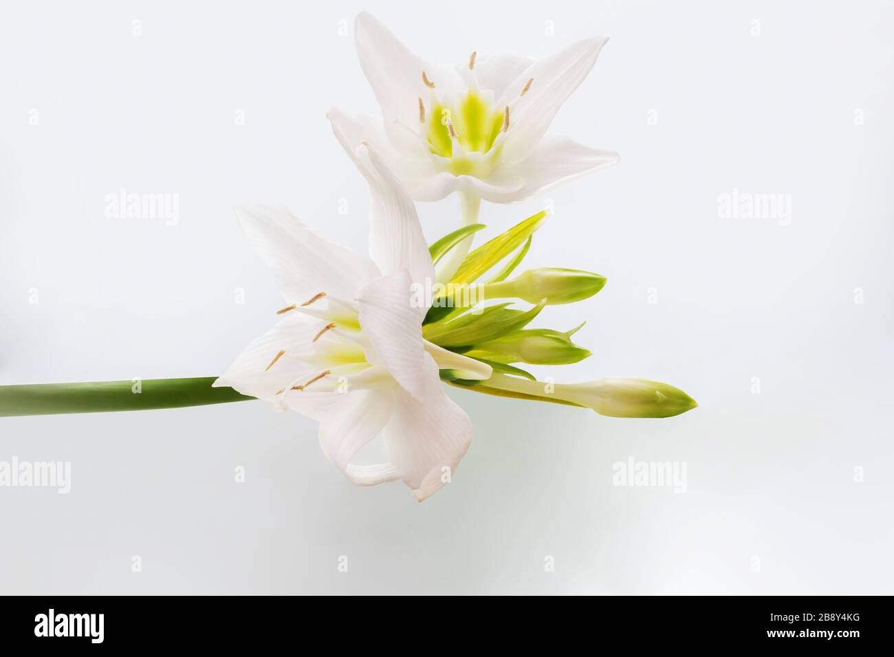 Lily eucharis amazonica hi-res stock photography and images - Alamy