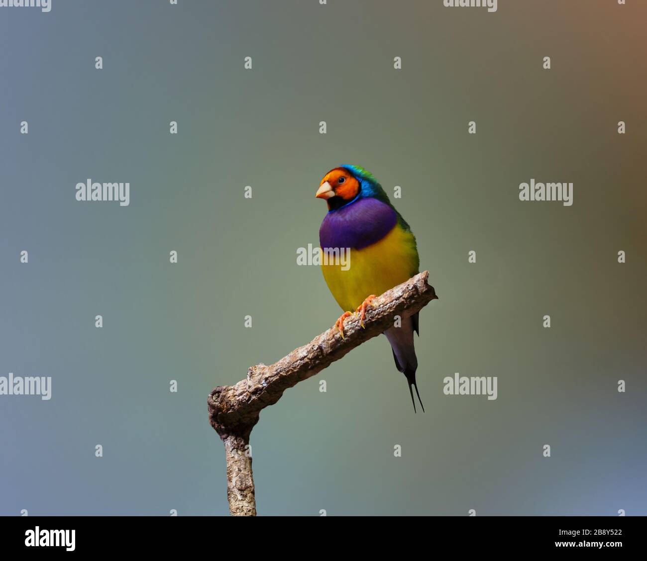 Gouldamadine is sitting on a branch Stock Photo - Alamy