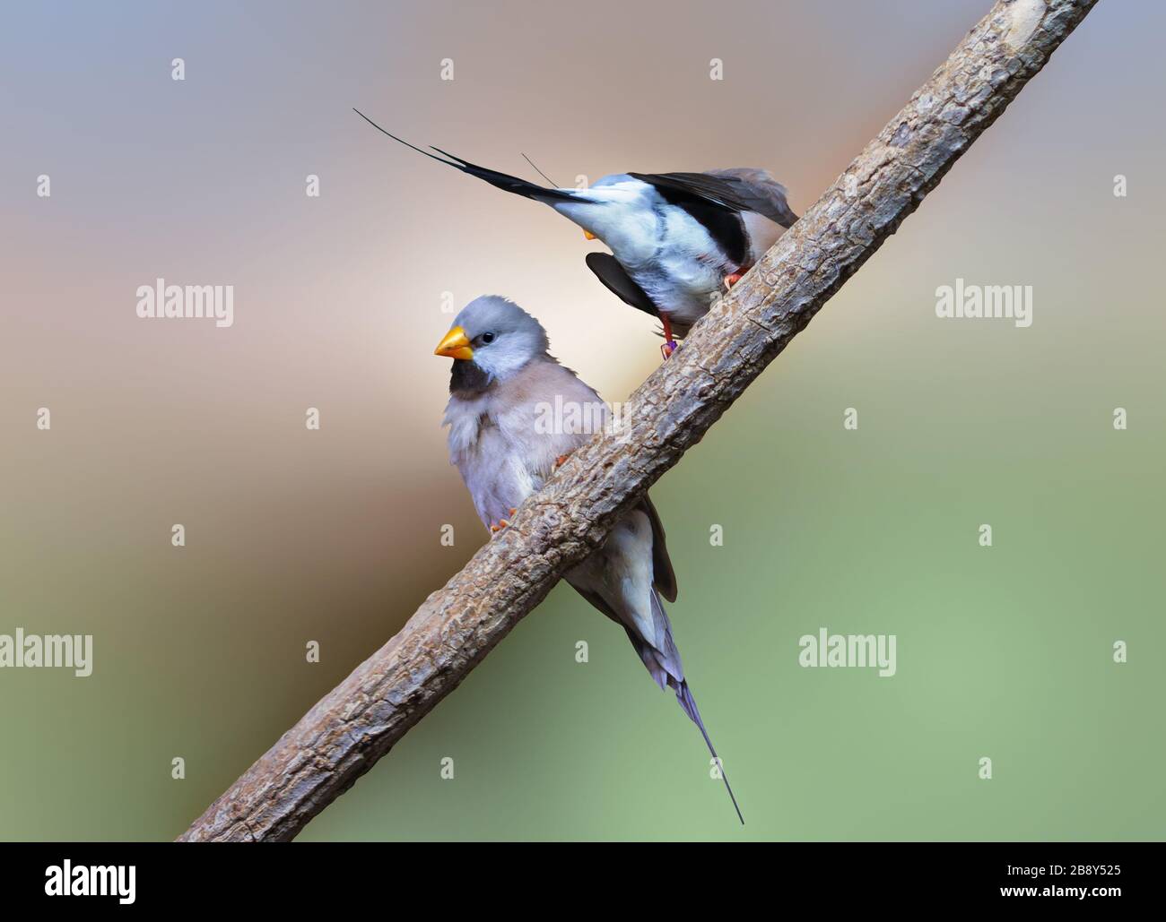 Two yellow finches hi-res stock photography and images - Alamy