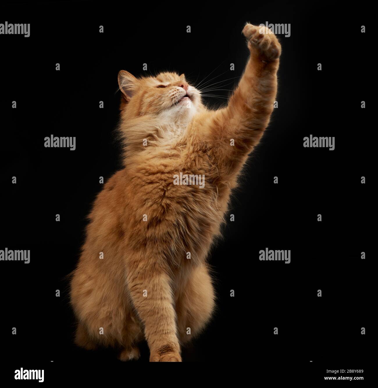 adult red cat raised his front paw up, animal is played on a black ...