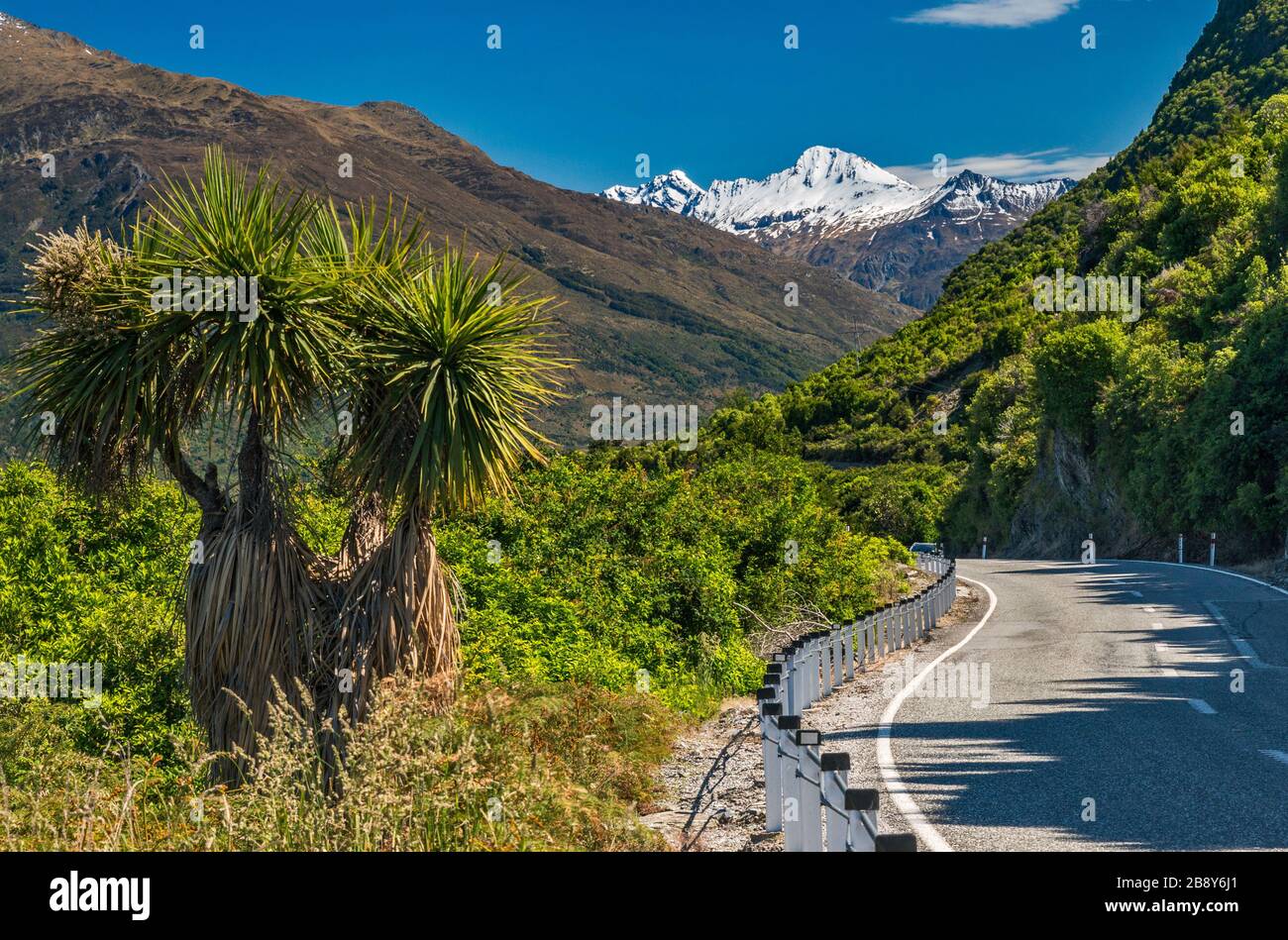 Cabbage tree point hi-res stock photography and images - Alamy