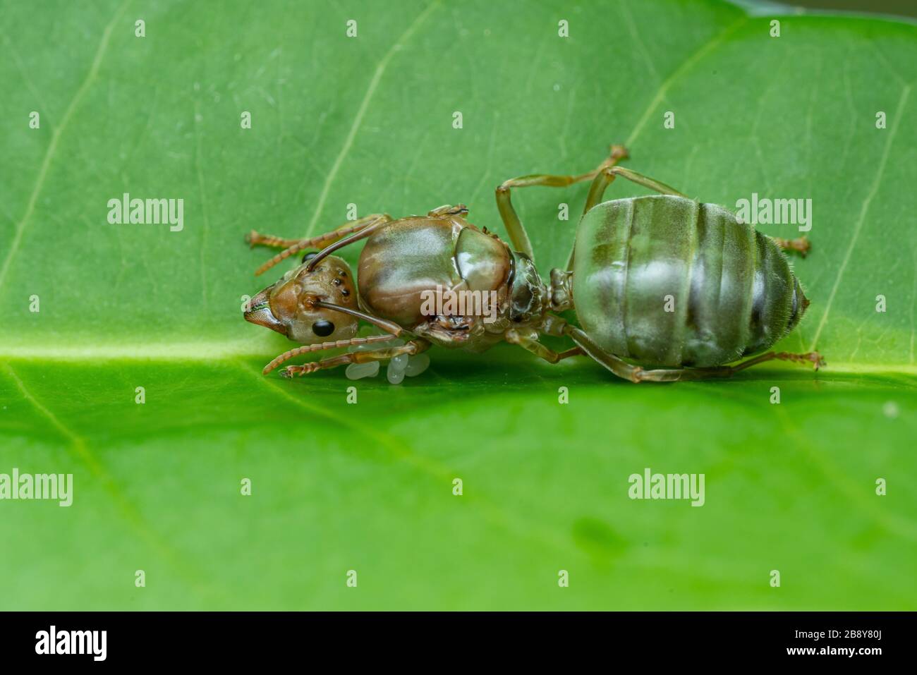 Green weaver ant oecophylla smaragdina hi-res stock photography and ...