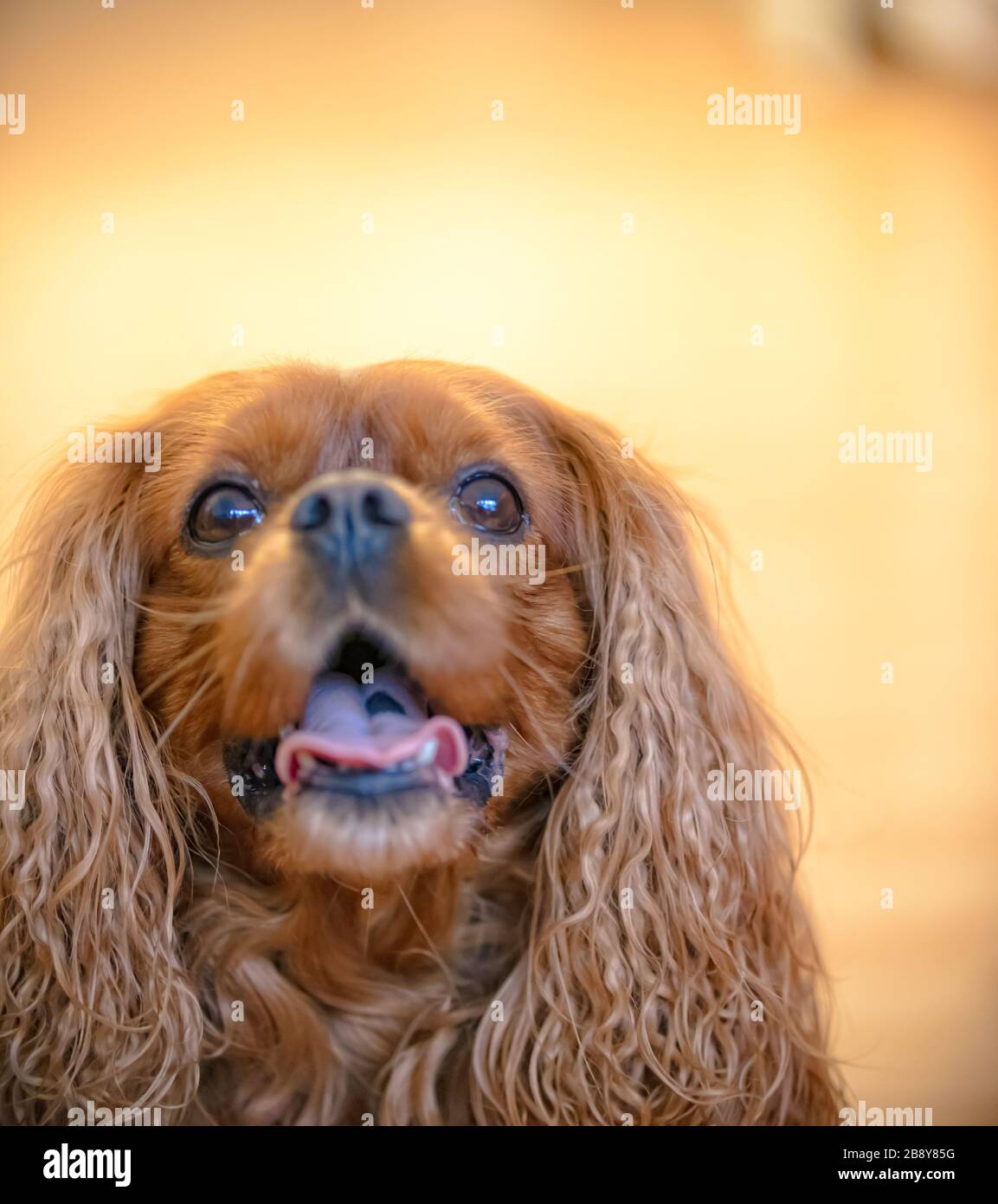 Portrait of a Cavalier King Charles Spaniel dog Stock Photo - Alamy