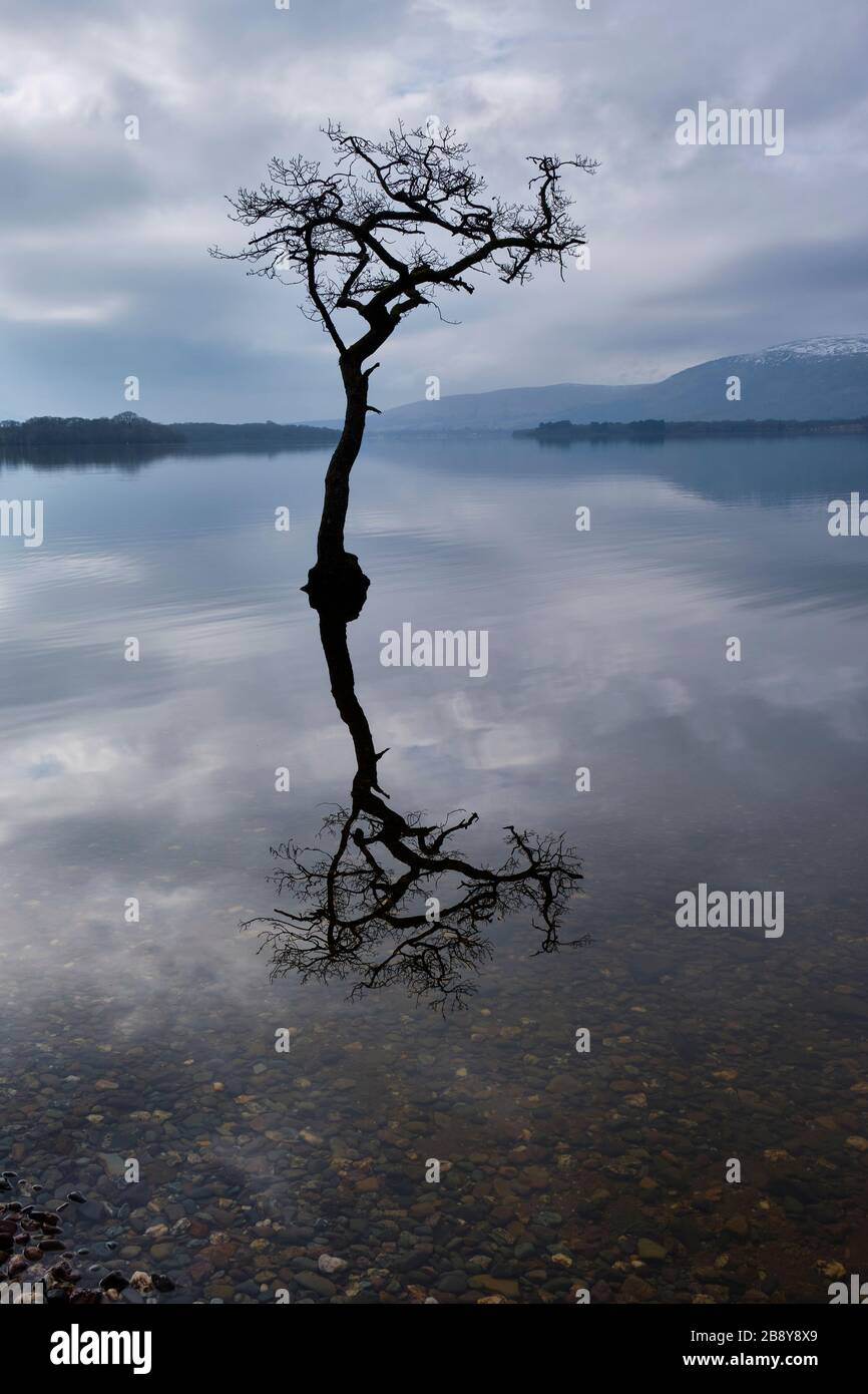 Lone tree in Loch Lomond, near Milarrochy Bay, Loch Lomond, Scotland ...