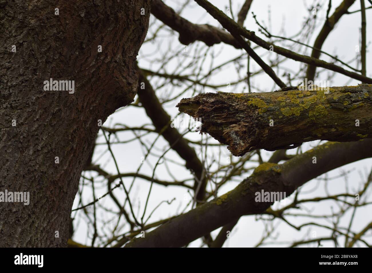 broken branch in swampland Thürer Wiesen Stock Photo - Alamy