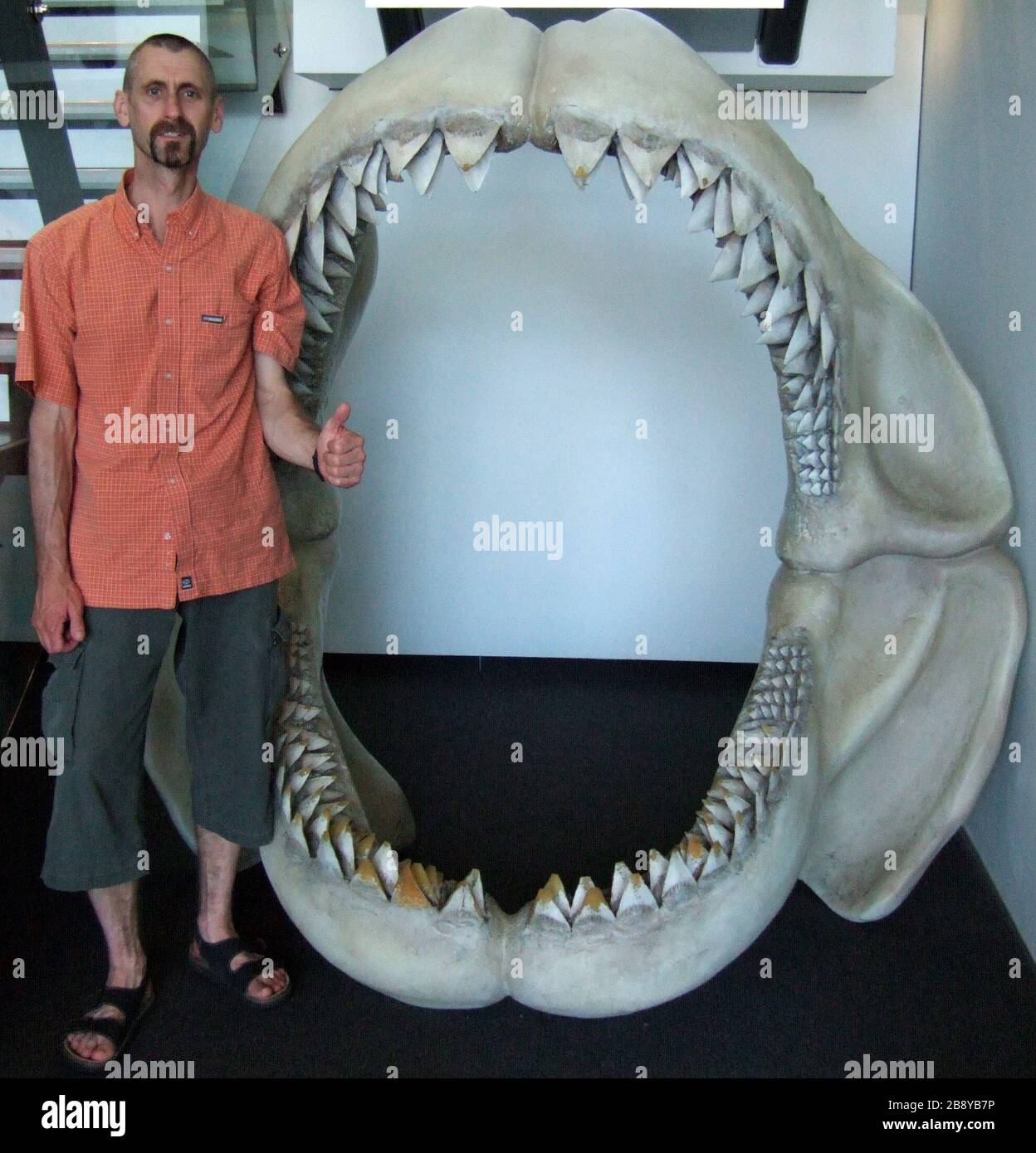 Megalodon Jaws Vs Great White Jaws