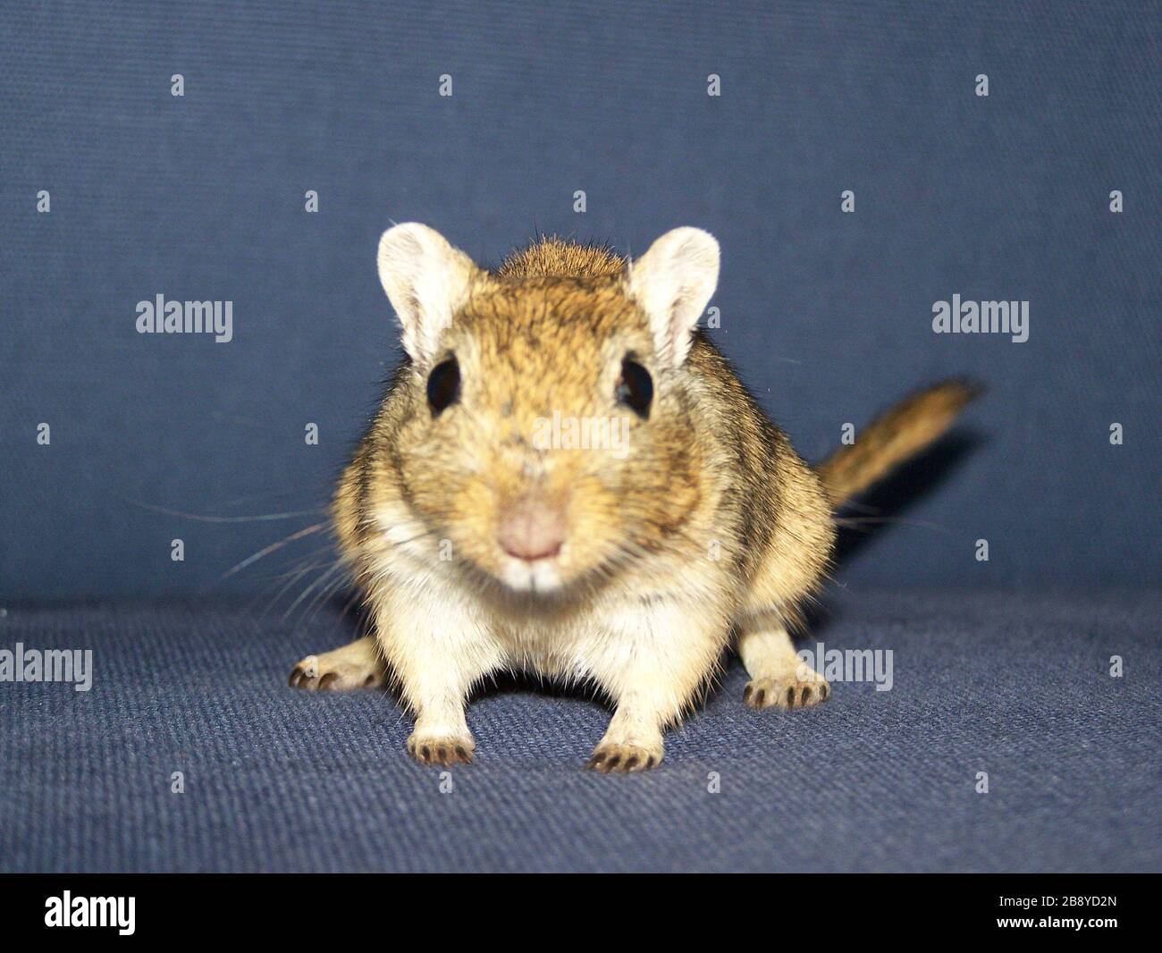 Meriones unguiculatus hi-res stock photography and images - Alamy