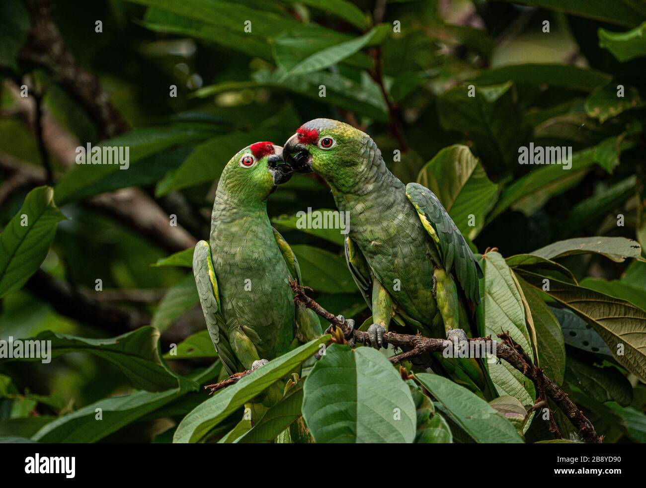 Red-lored amazon (Amazona autumnalis ) In the Amazon rainforest Stock ...