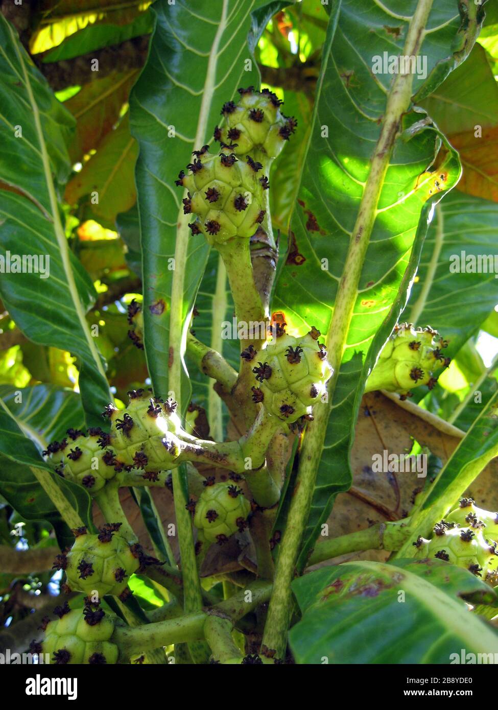 Meryta High Resolution Stock Photography and Images - Alamy