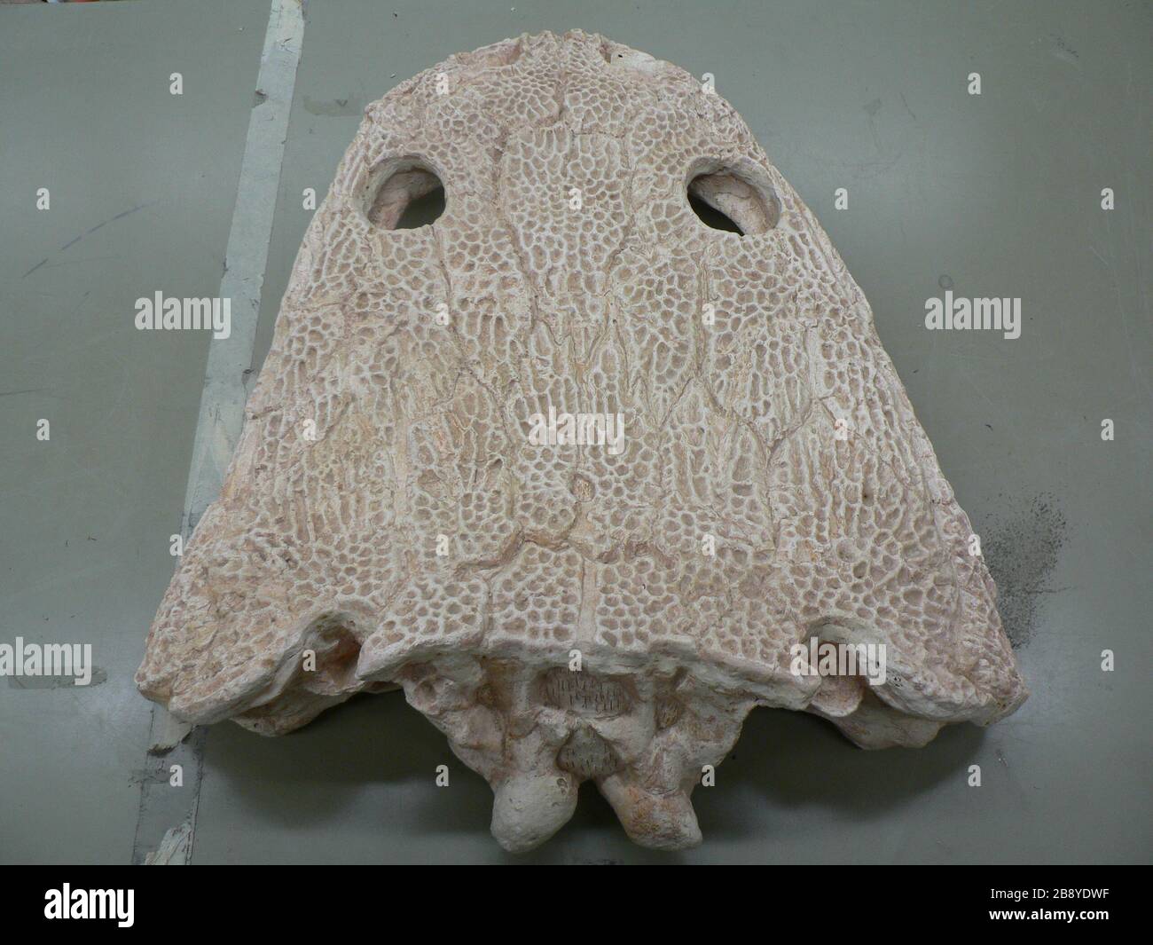 Metoposaurus skull hi-res stock photography and images - Alamy