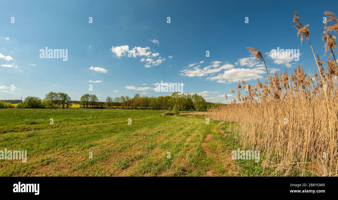 View fluffy reeds hi-res stock photography and images - Alamy
