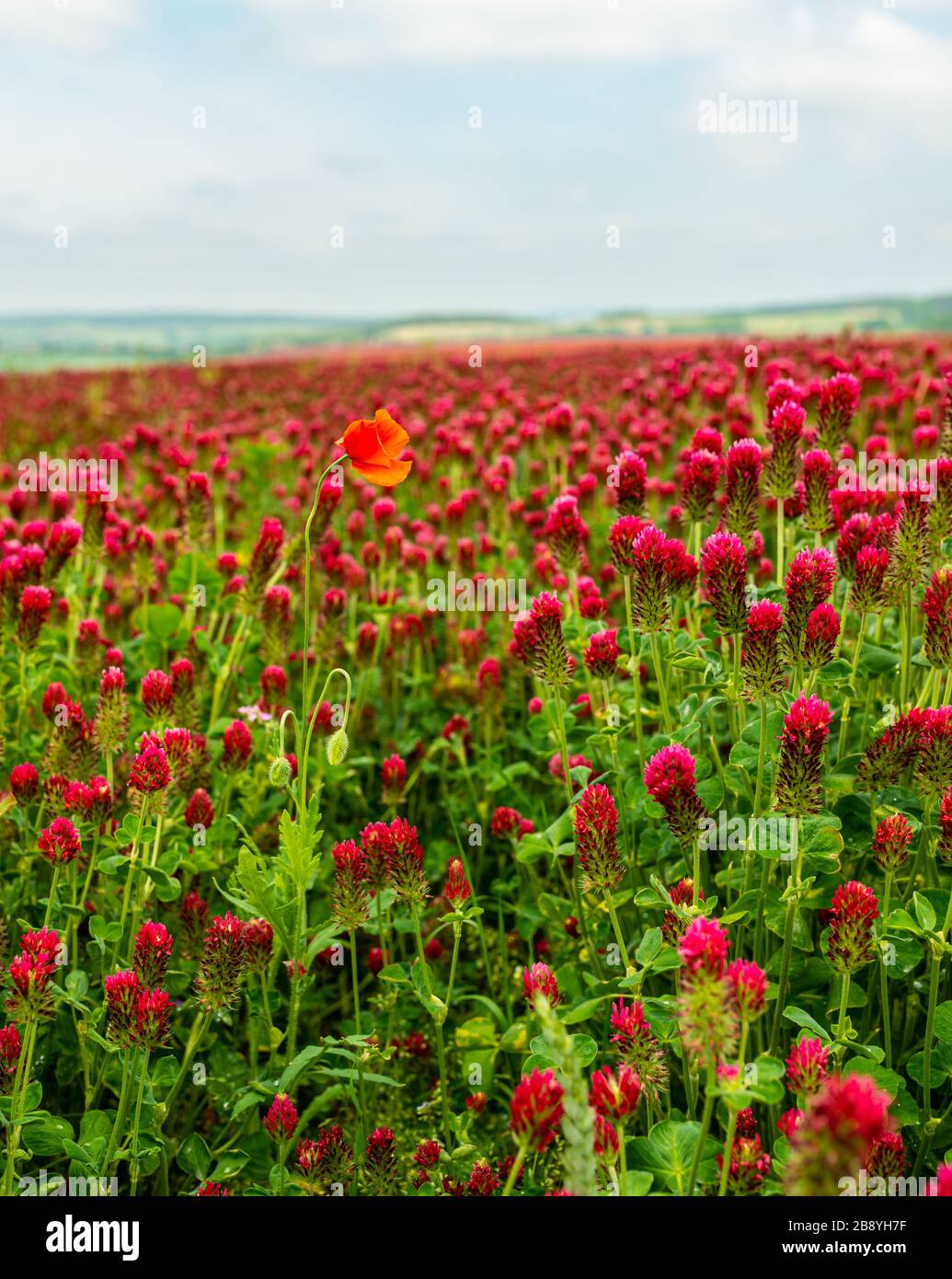 field of red clover with one poppy flower, landscape Stock Photo - Alamy
