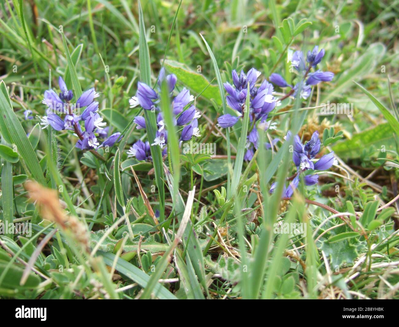 Polygala sp hi-res stock photography and images - Alamy